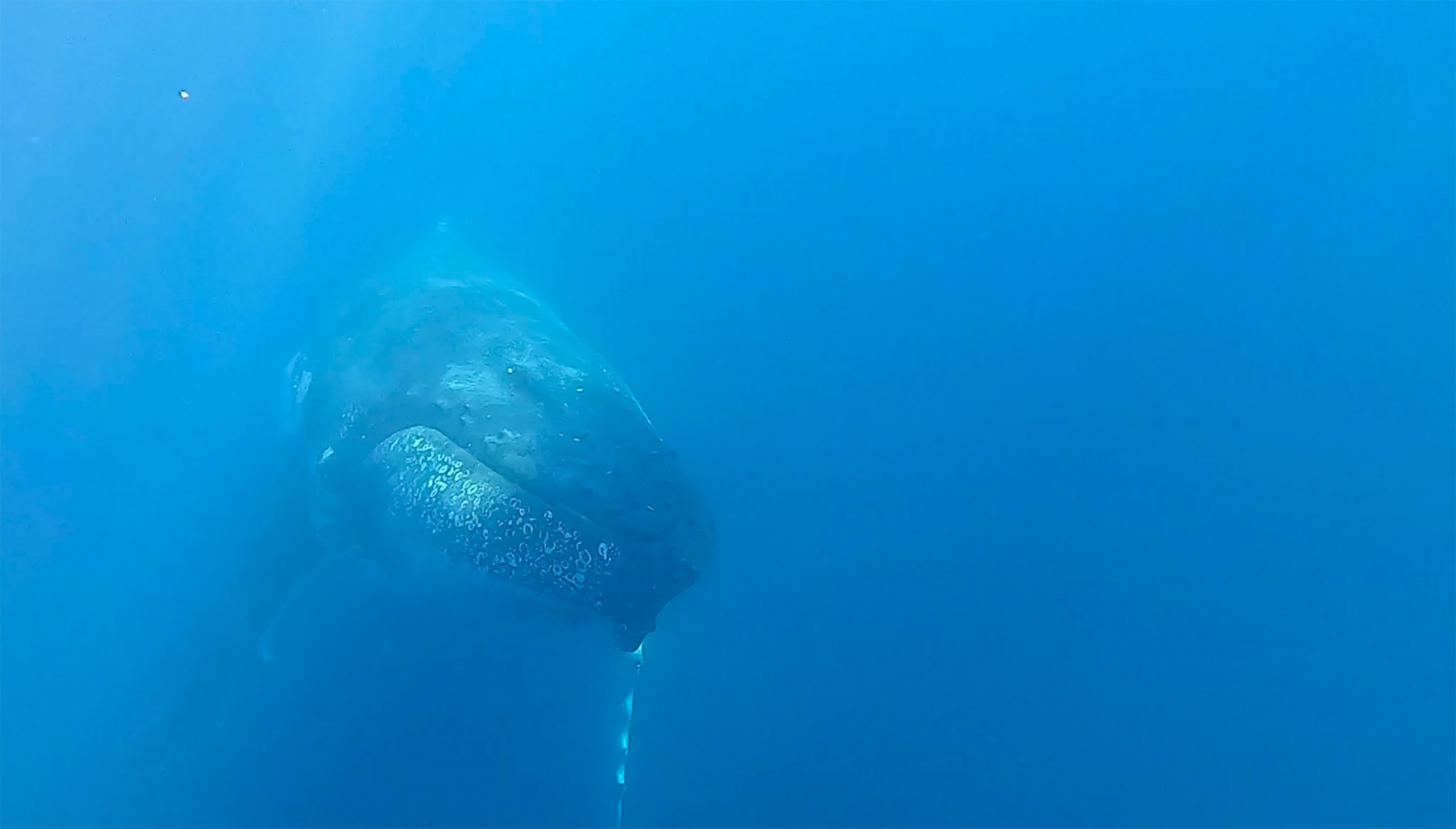 Breathtaking Swim with Whales encounter part of an amazing start to the ...